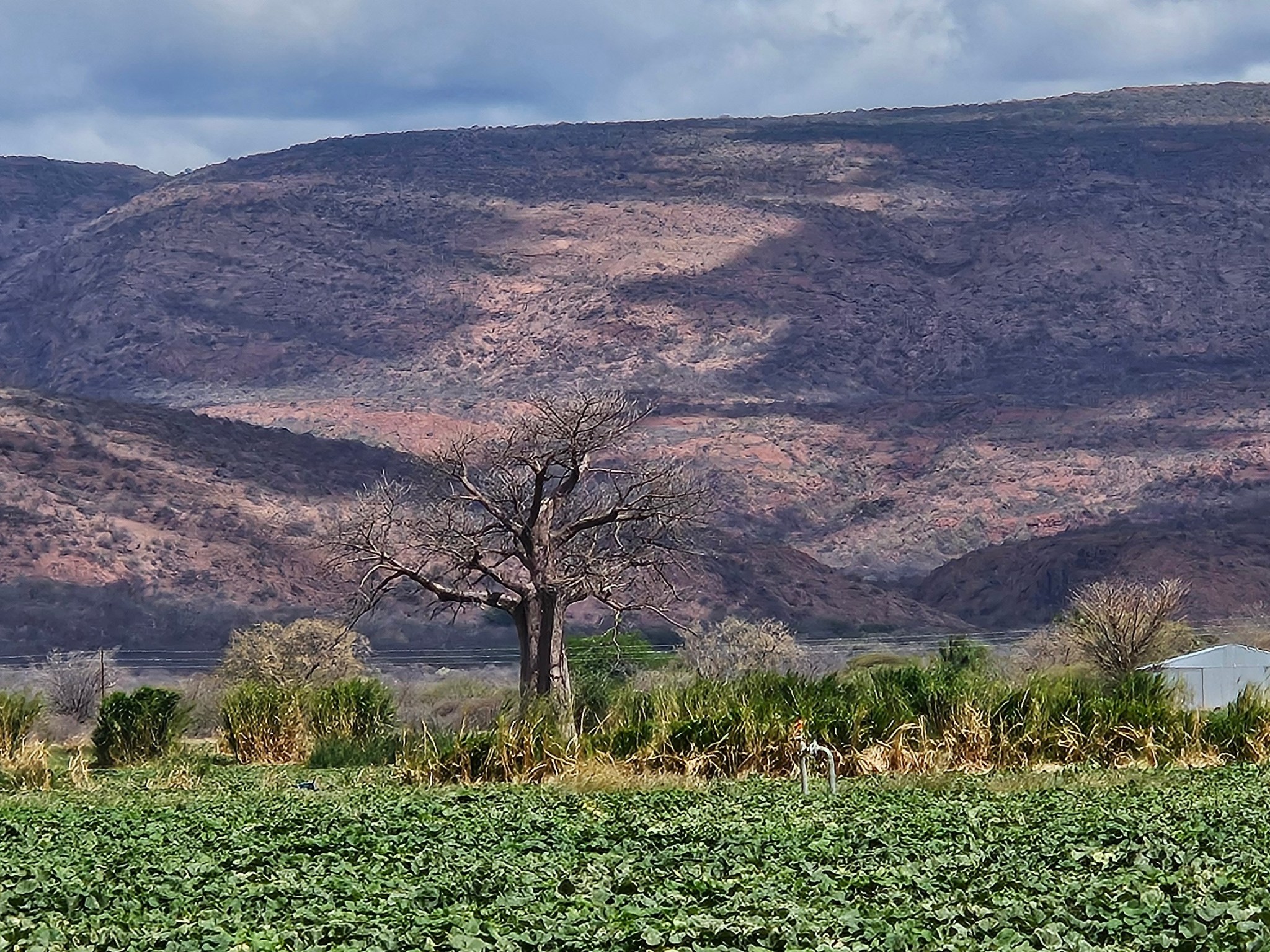 Baobabs in Africa Mapped (BAM) – Oppenheimer Programme in African ...