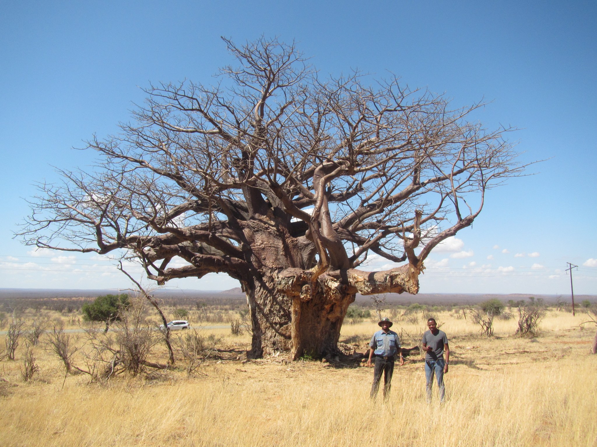 Baobabs in Africa Mapped (BAM) – Oppenheimer Programme in African ...